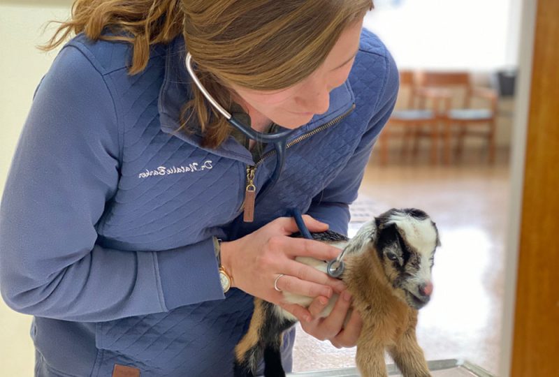 Veterinarian in Chatham | Vet Near You | Chatham Animal Clinic