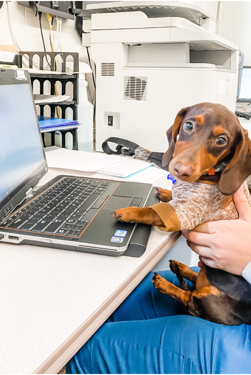 Receptionist - Vet in Chatham | Chatham Animal Clinic