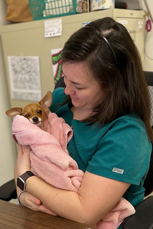 Receptionist - Vet in Chatham | Chatham Animal Clinic