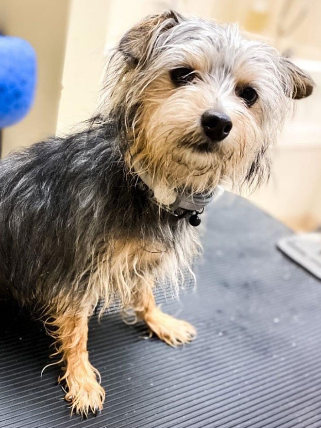 Grooming - Vet in Chatham | Chatham Animal Clinic