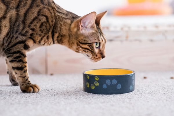 Pet Quality of Life Scale and Daily Diary - Chatham Animal Clinic